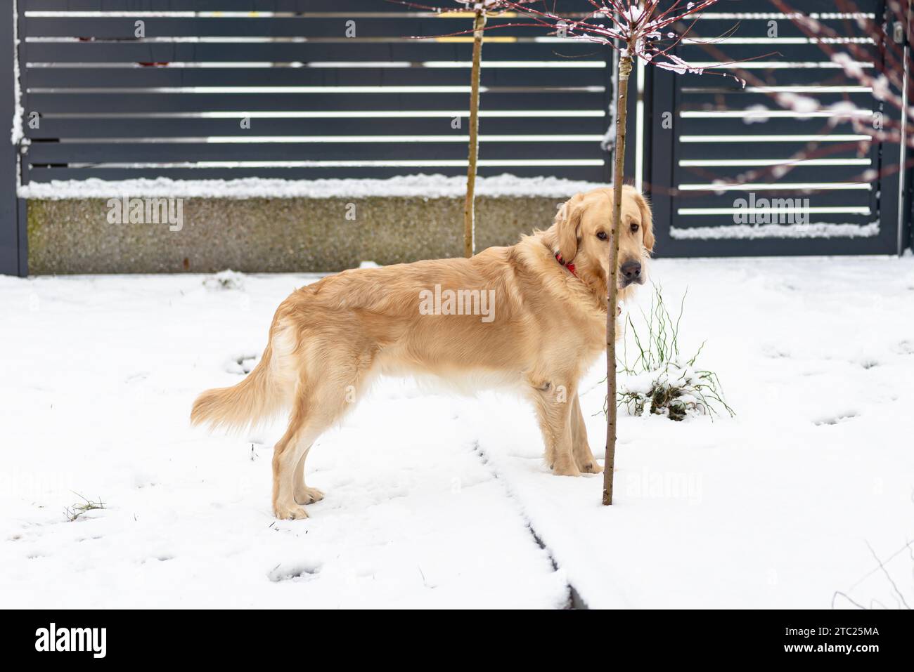 A young golden retriever stands in the snow in the yard, a panel fence ...