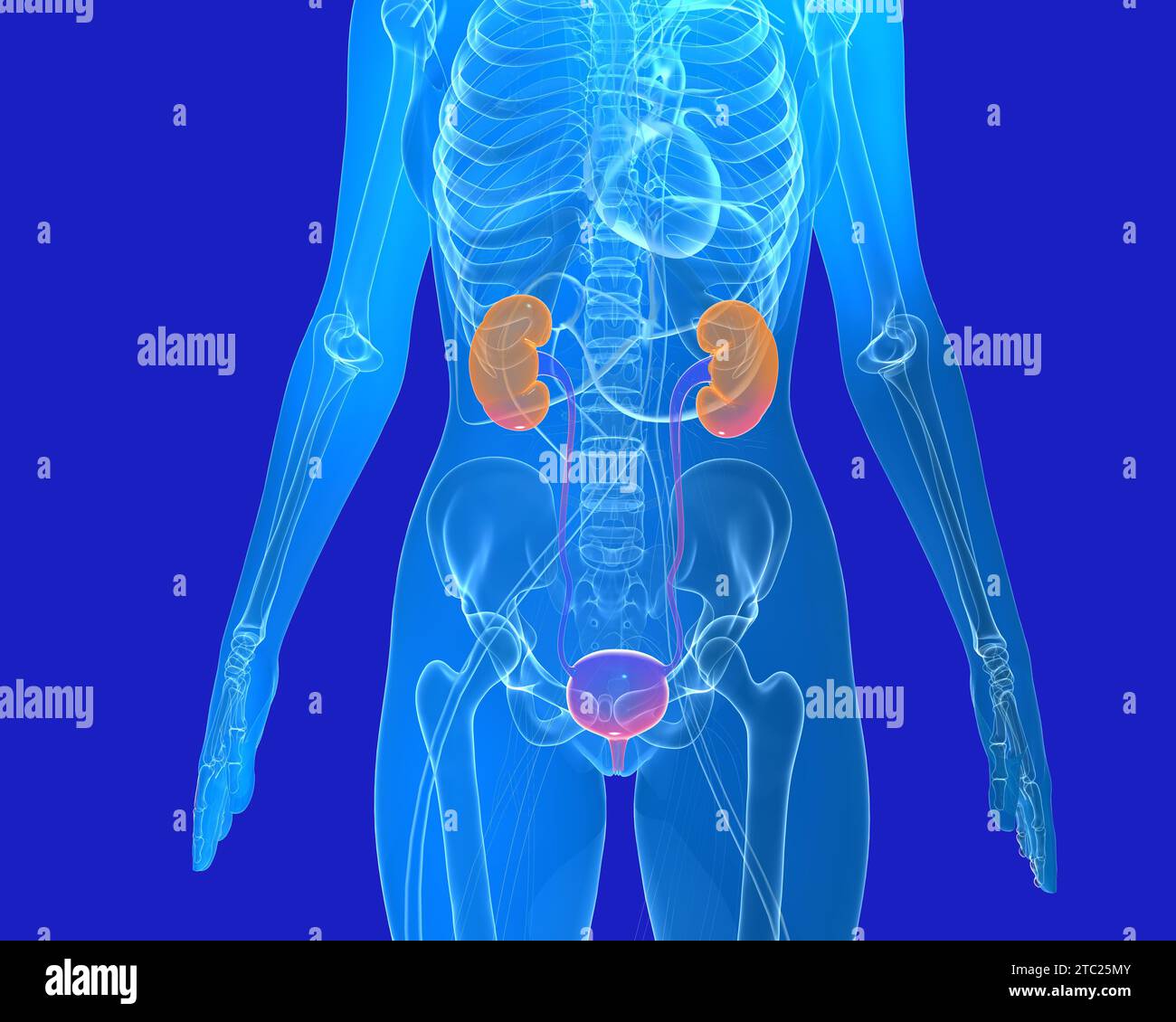 3d illustration of woman urinary system anatomy. Internal organs and ...