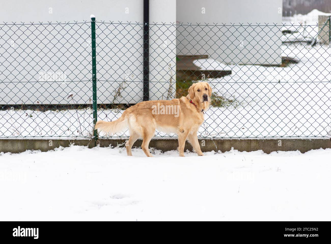 Golden retriever fence hi-res stock photography and images - Alamy