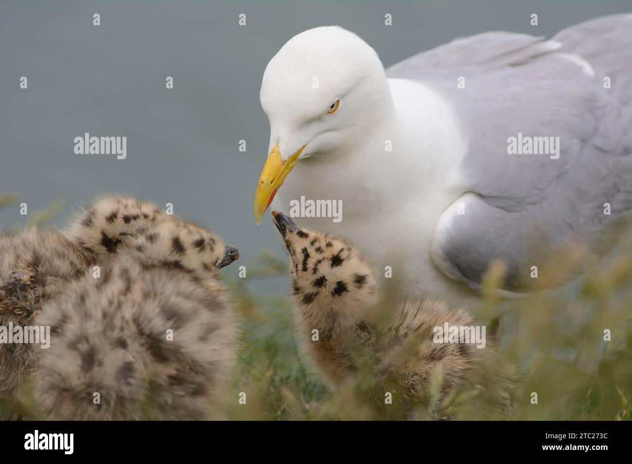 Herring gull Larus argentatus, with chicks pecking at red spot on ...