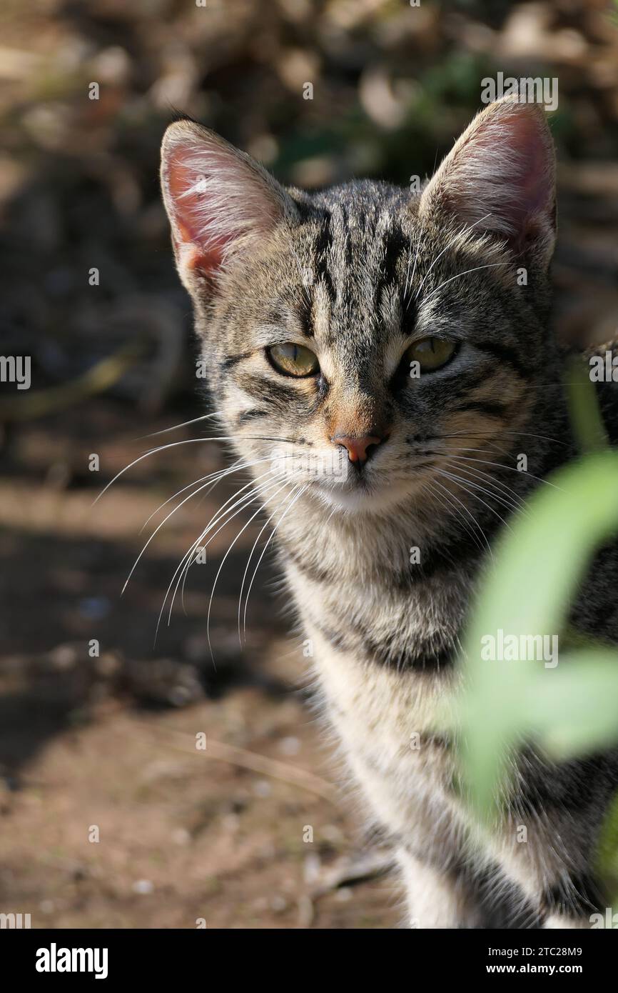 Tabby cat looking at camera hi-res stock photography and images - Alamy