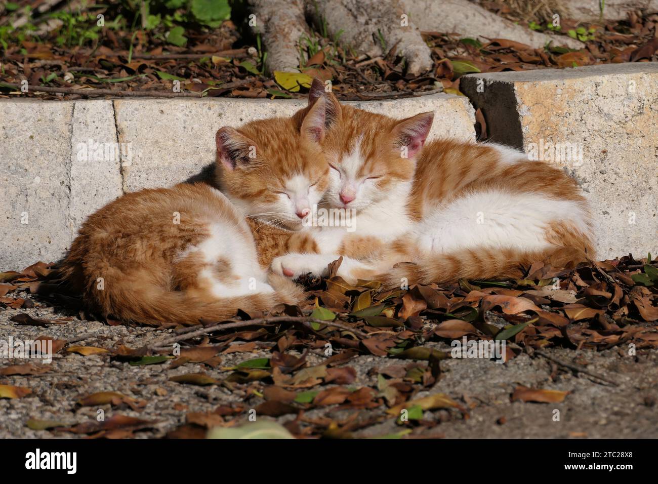 two sleeping red kittens in the park Stock Photo - Alamy