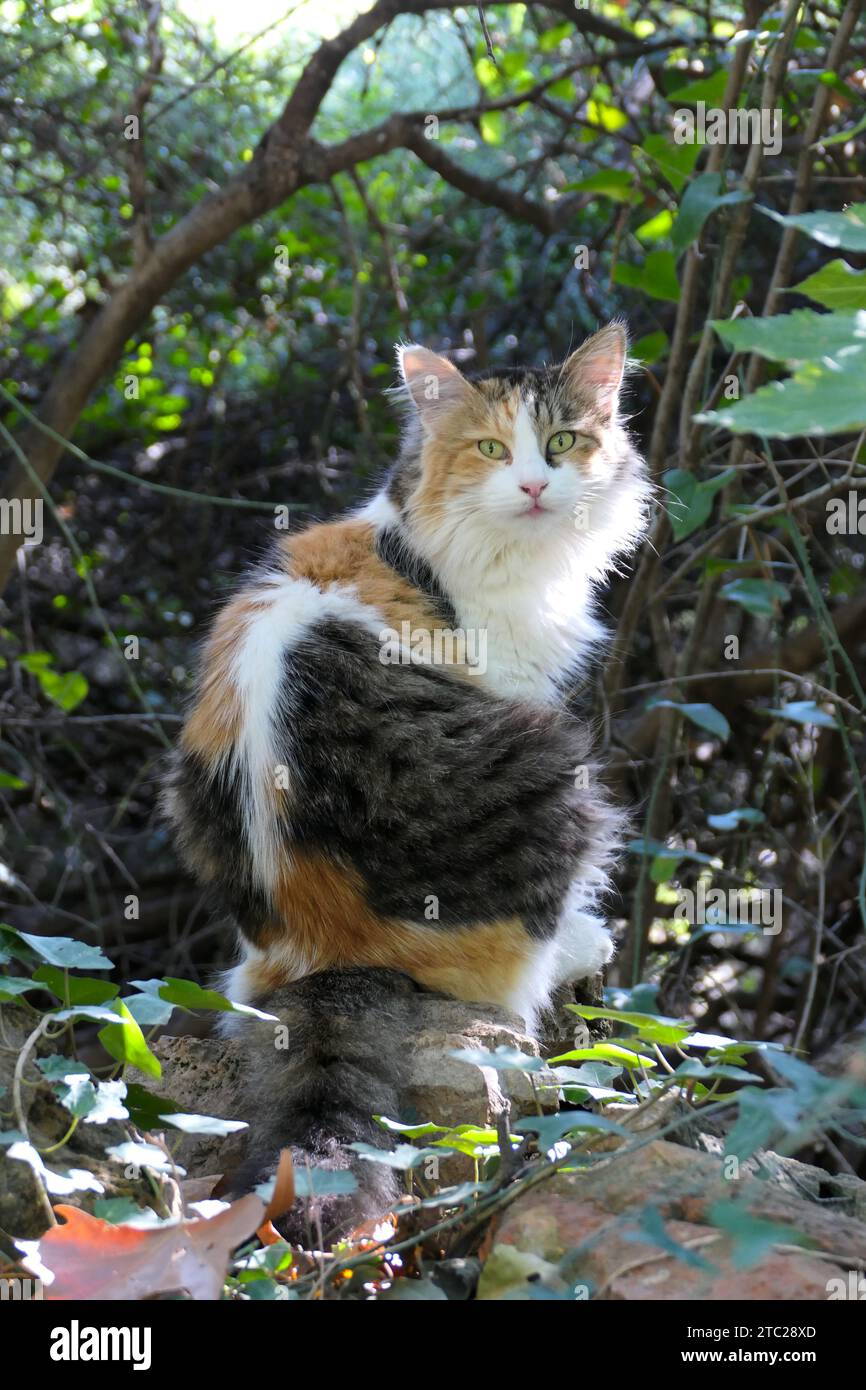 portrait of a tricolor cat Stock Photo - Alamy