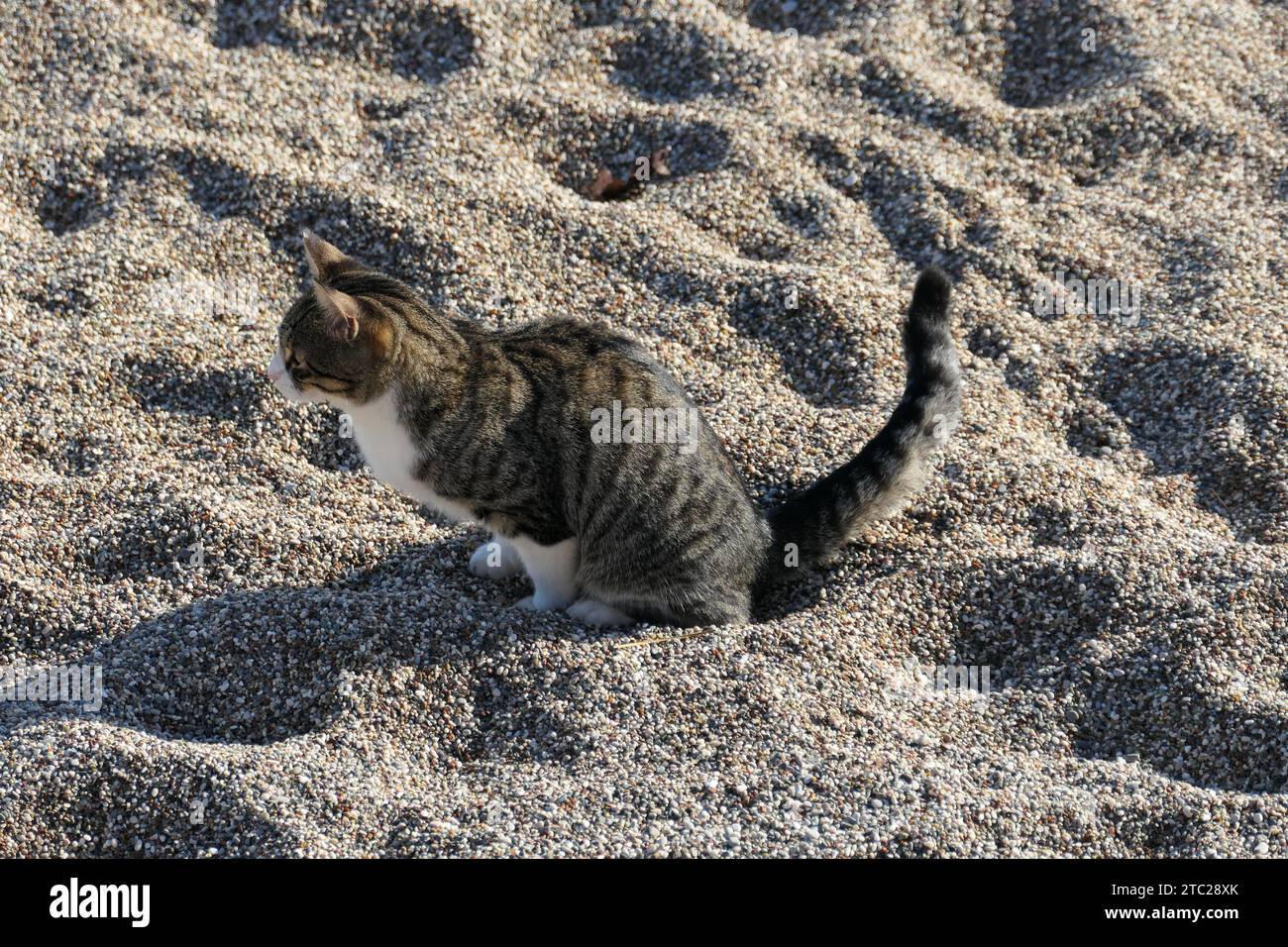 Cat on the beach in the sand Stock Photo - Alamy
