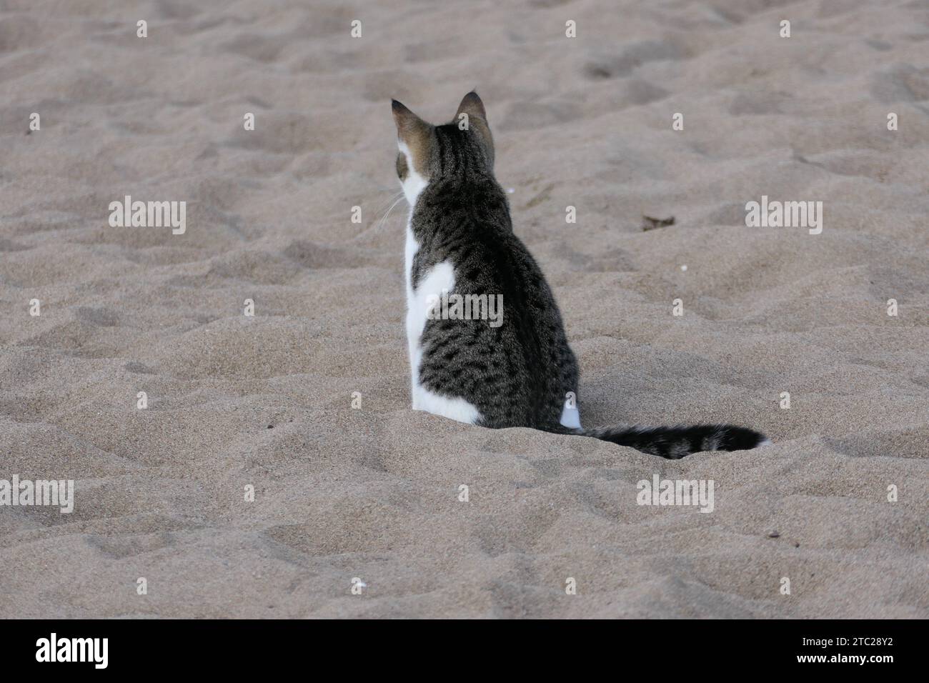 Cat beach hi-res stock photography and images - Alamy