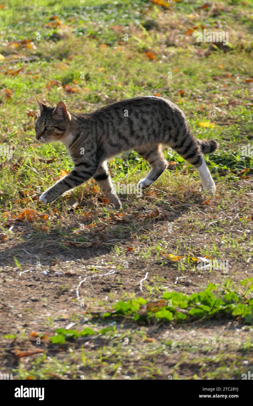 Cat, running, grass hi-res stock photography and images - Alamy