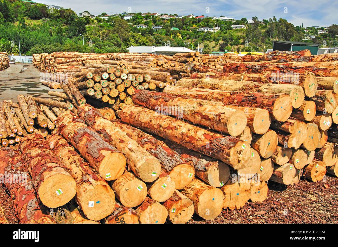 Stacks of timber for export at Port Nelson, Nelson, Nelson Region ...