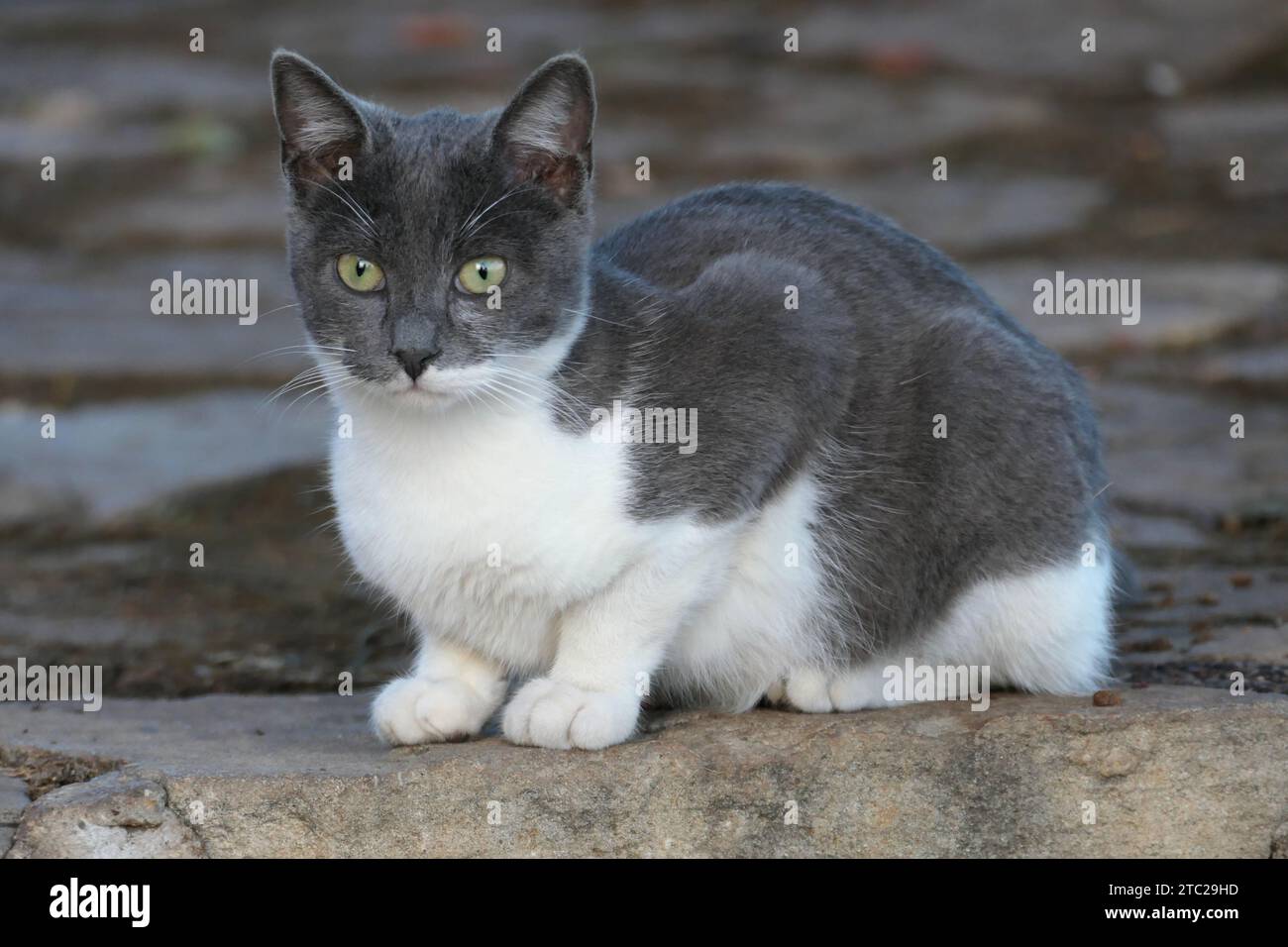 Cat with gray eye hi-res stock photography and images - Alamy