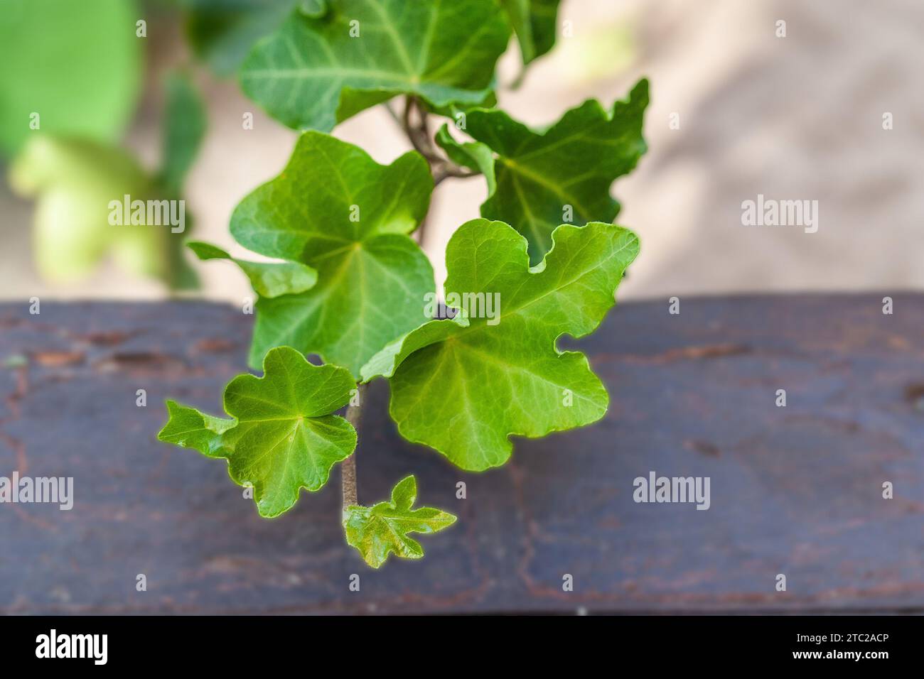A branch of Hedera helix cristata ivy plant. House plant collection ...