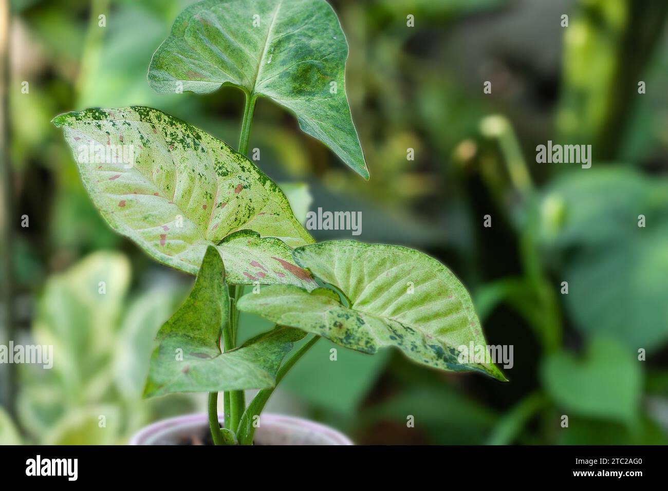 Syngonium Confetti tricolor House plant collection. Rare collectible ...