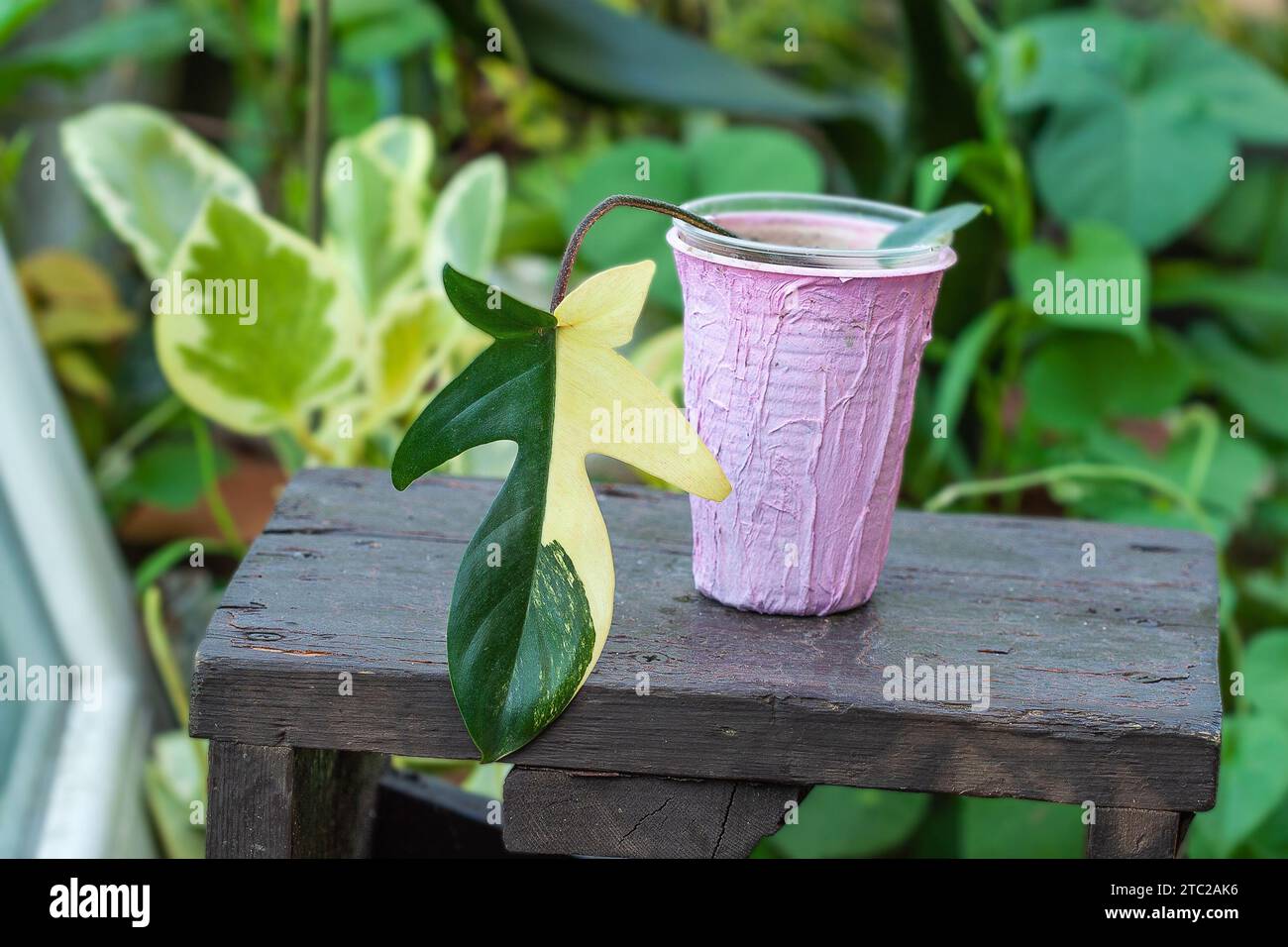 Philodendron Florida Beauty or Magic Mask one leaf cutting with new ...