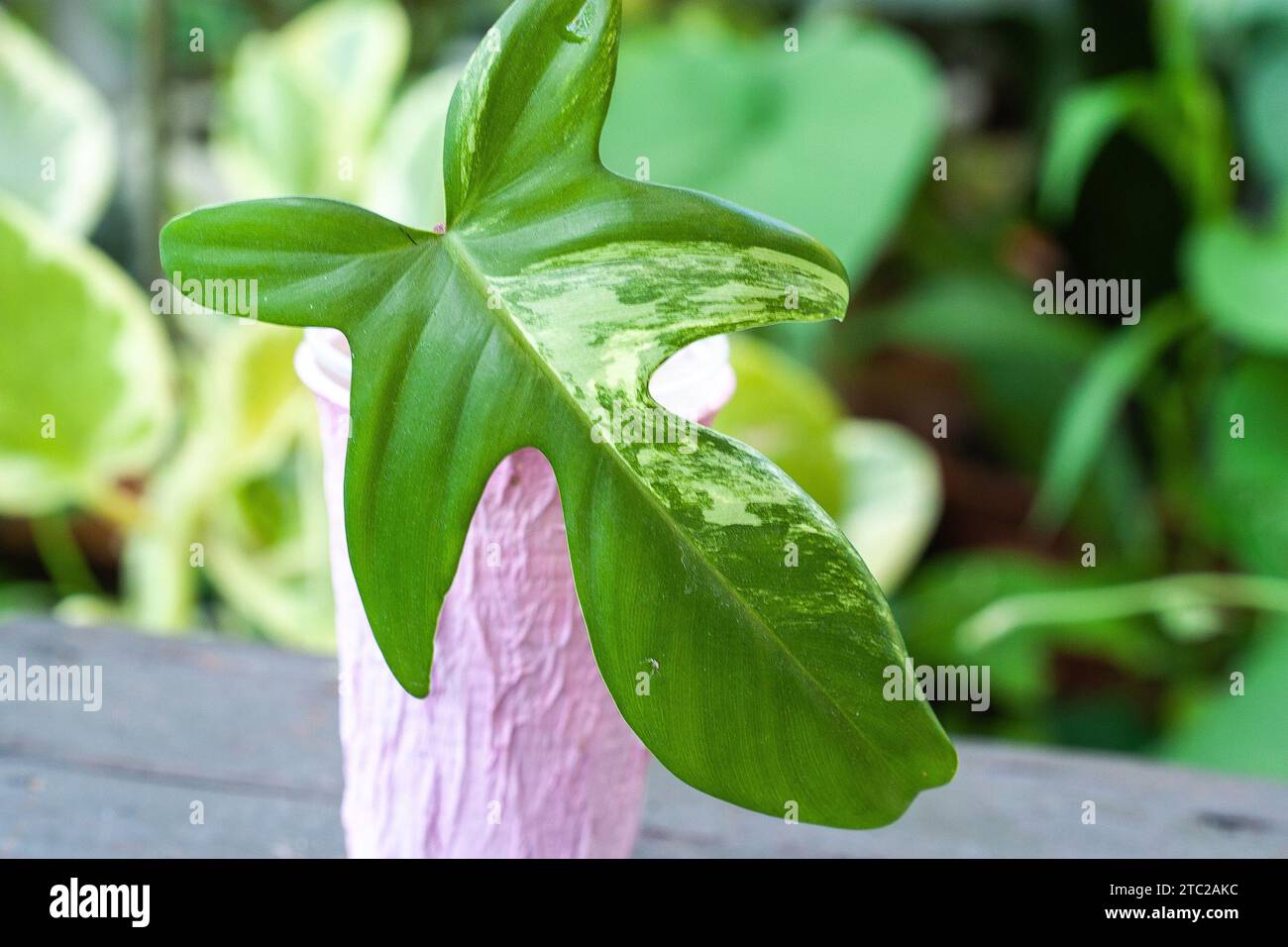 Philodendron Florida Beauty or Magic Mask one leaf cutting propagation ...