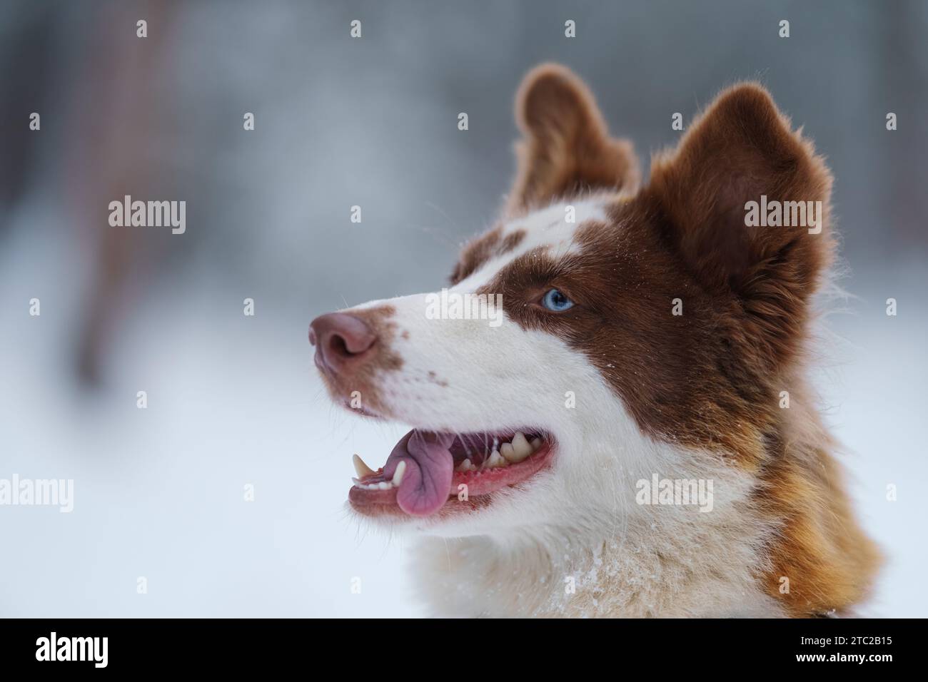 Closeup portrait of siberian laika in ginger color in winter, shallow ...