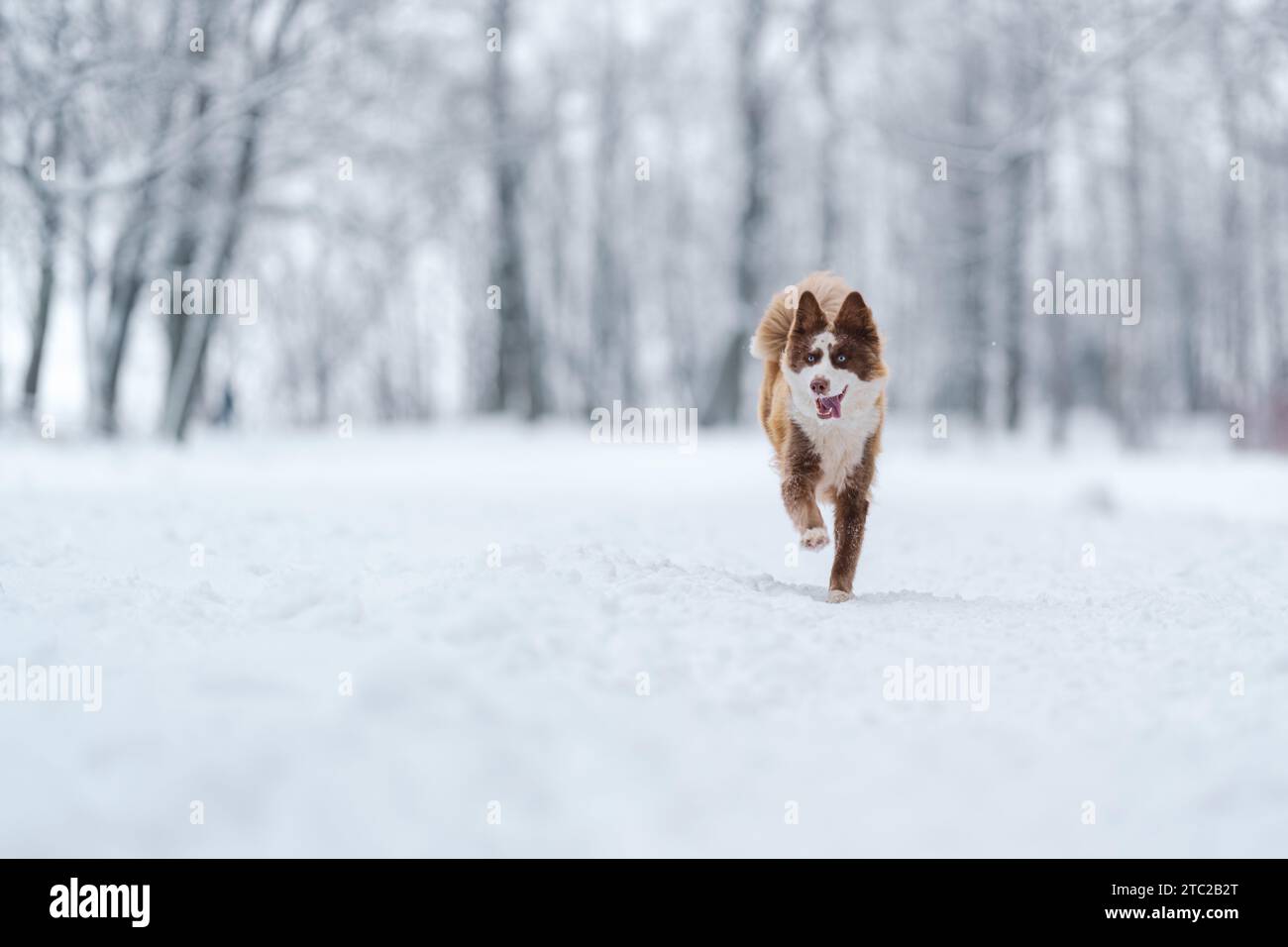 Closeup portrait of siberian laika in ginger color walking and playing ...