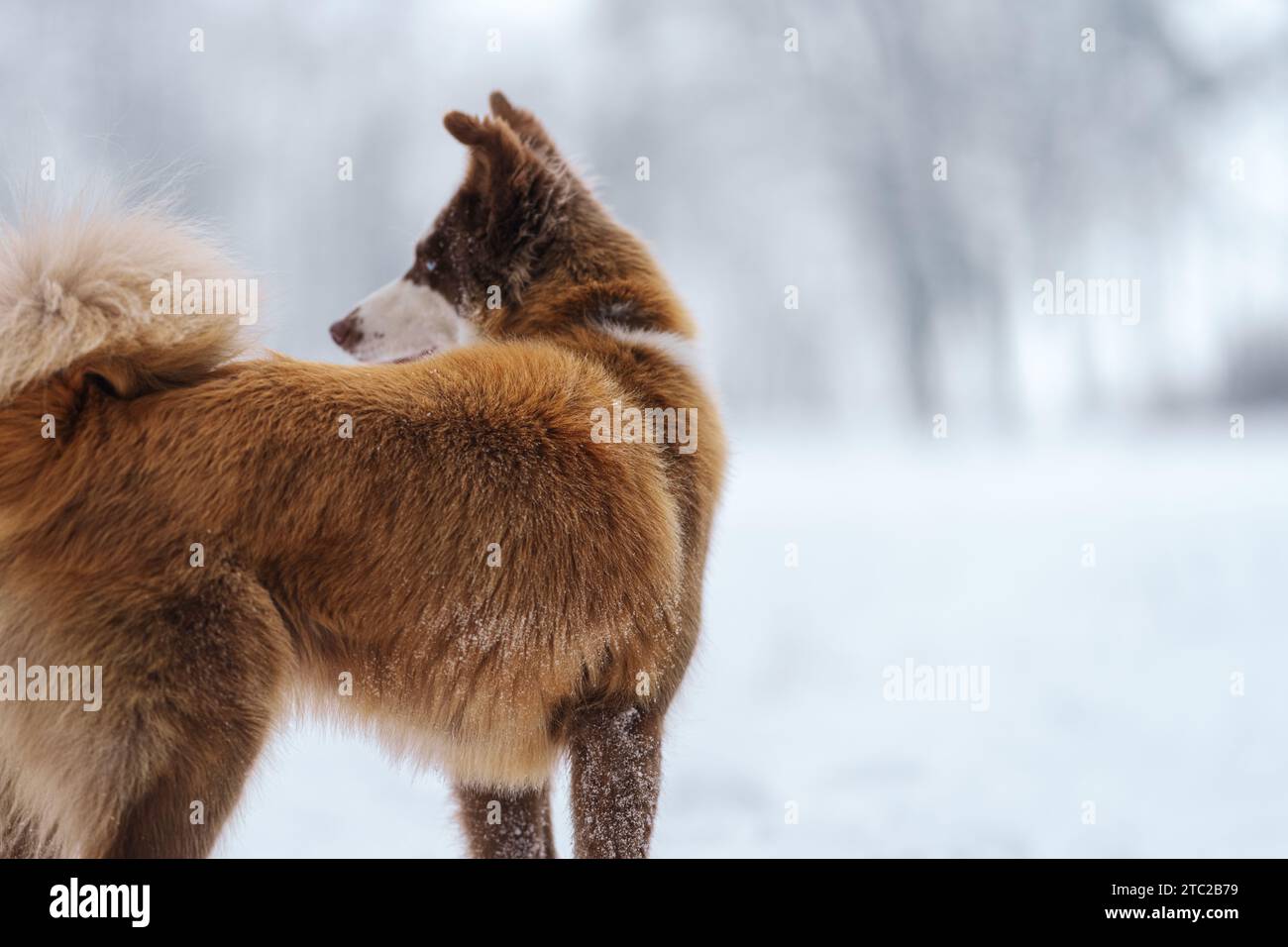 Closeup portrait of siberian laika in ginger color walking and playing ...