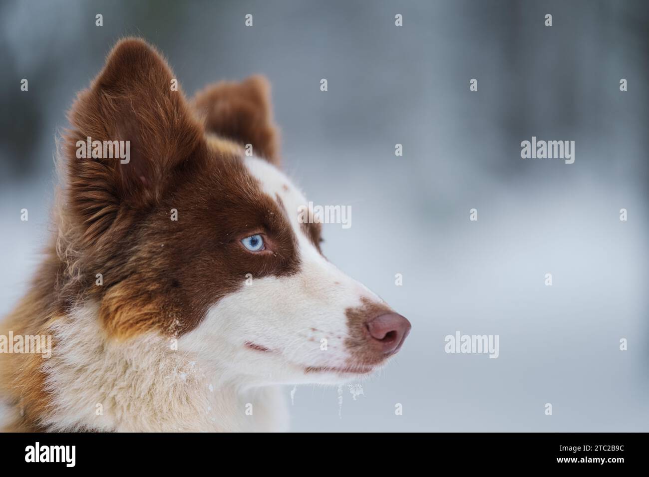 Closeup portrait of siberian laika in ginger color in winter, shallow ...