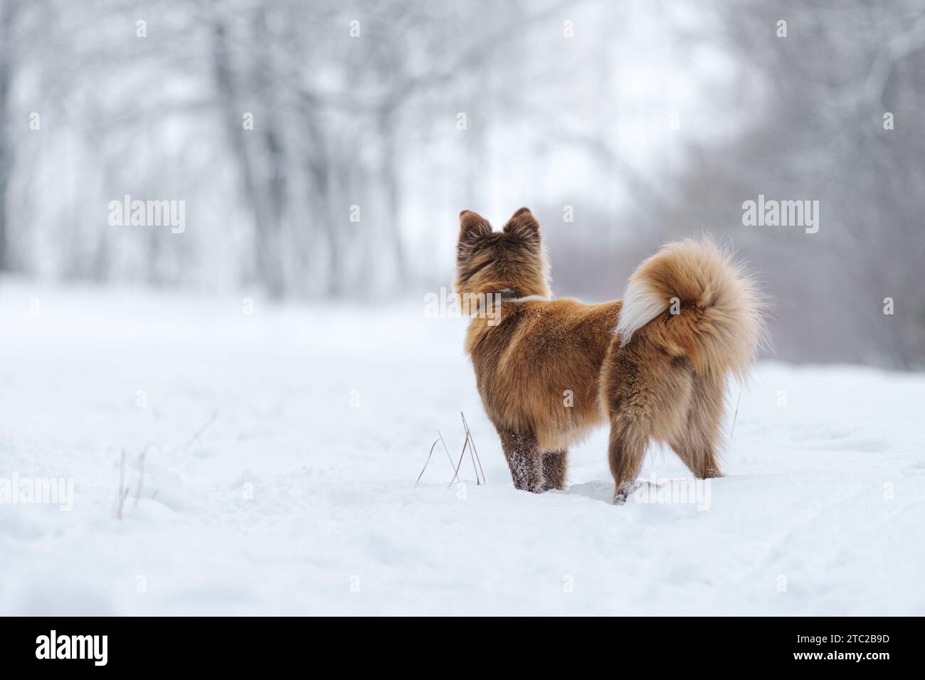 Closeup portrait of siberian laika in ginger color walking and playing ...