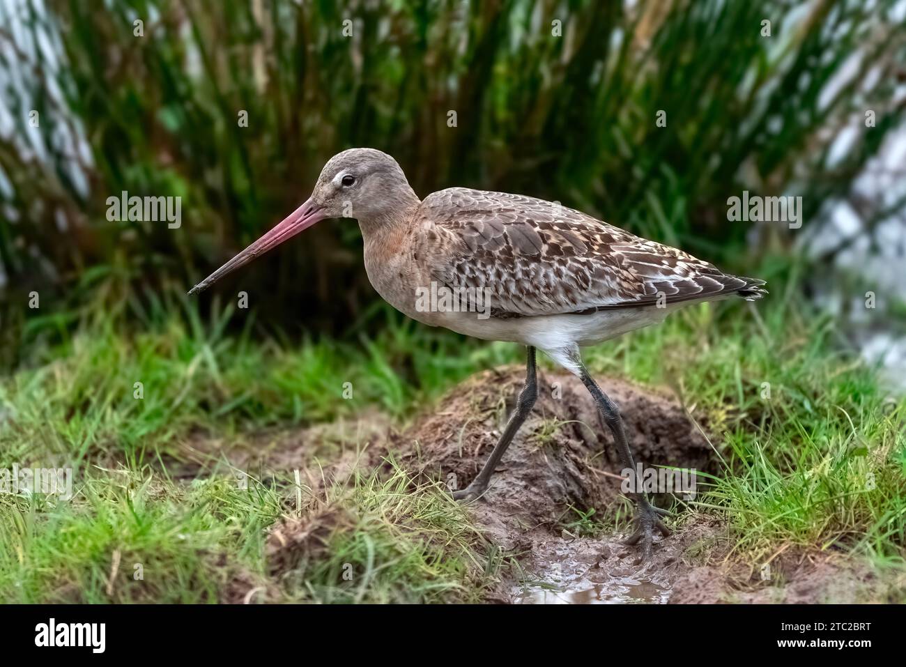 Black-tailed Godwit (Limosa limosa) is a long-billed and long-legged ...