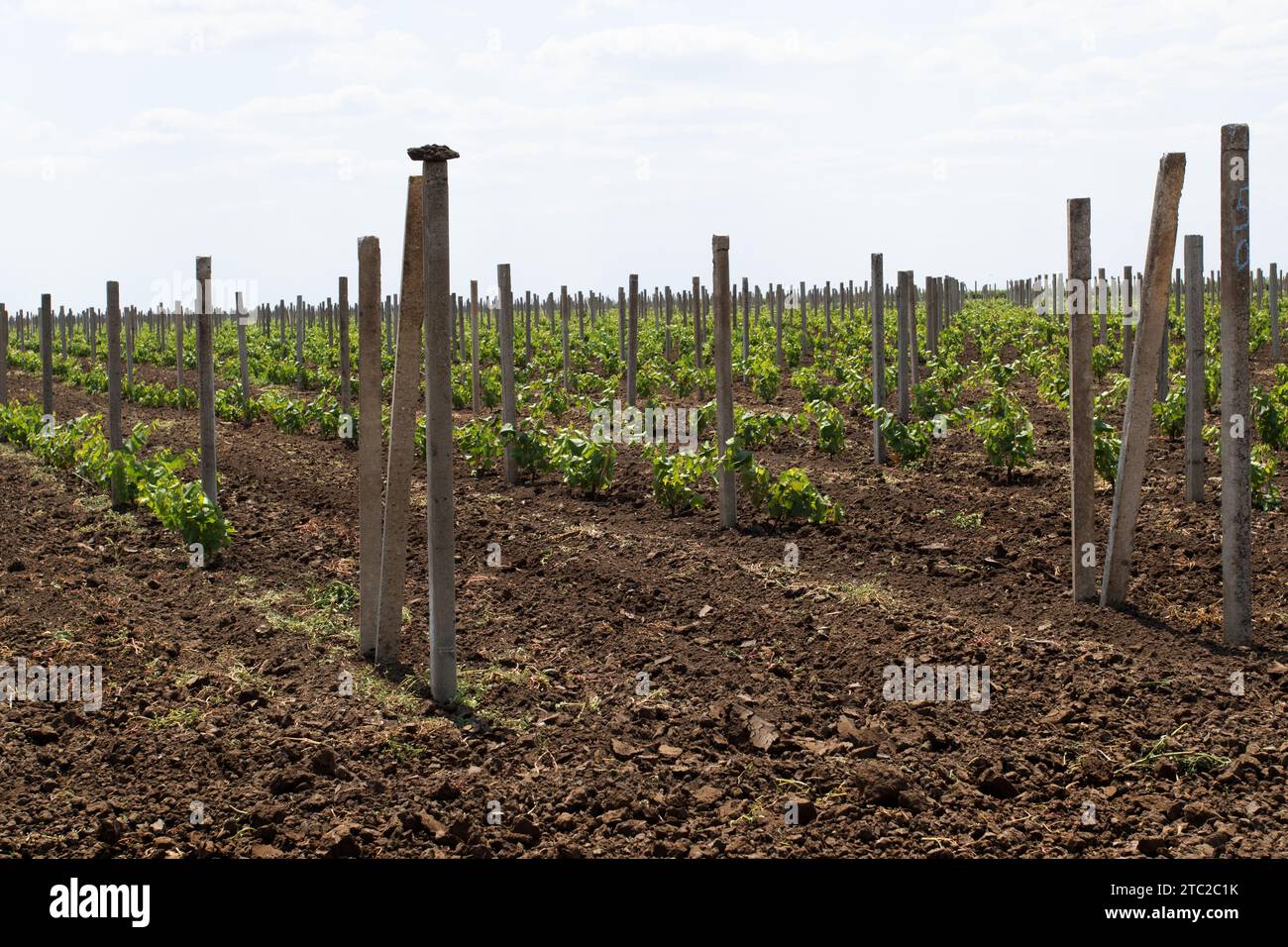 Landscape background view of a young spring vineyard. Spring rural ...