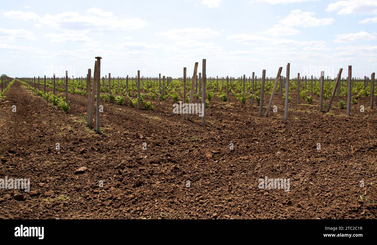 Landscape background view of a young spring vineyard. Spring rural ...
