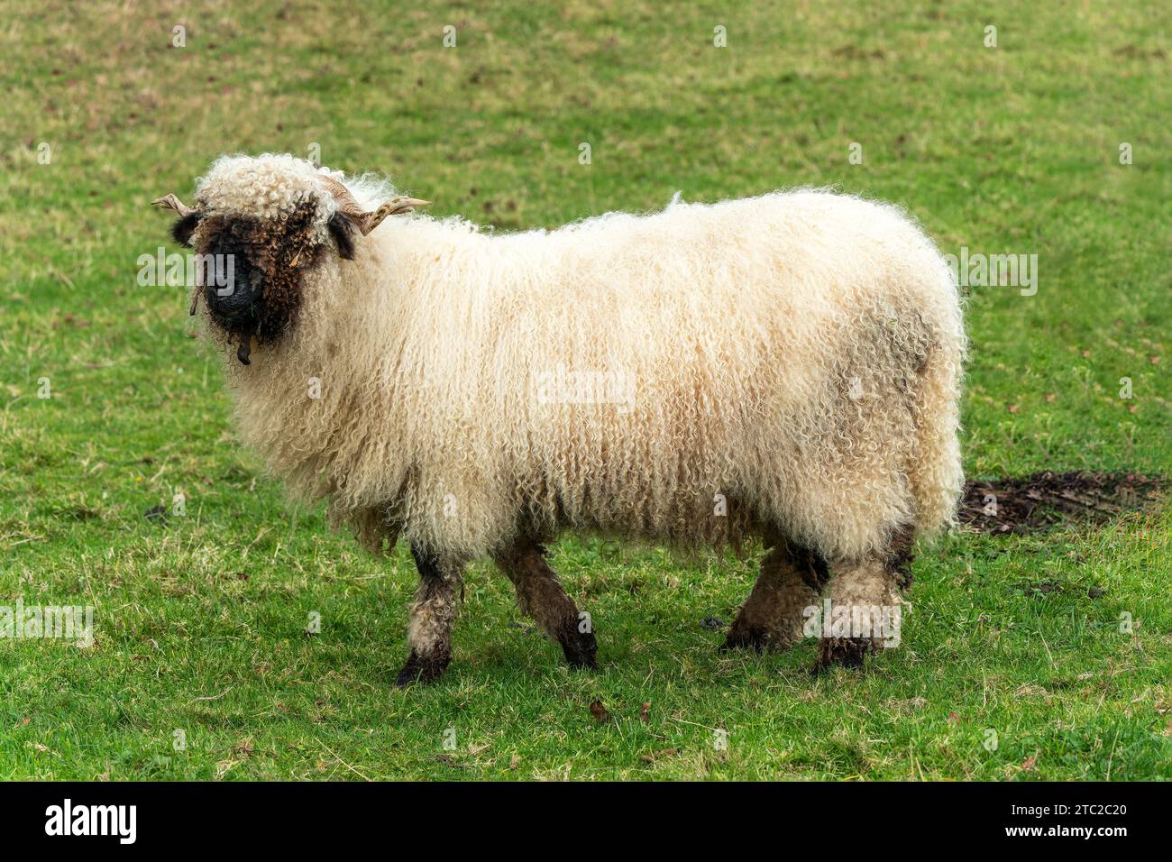 Valais Blacknose Sheep in a lush green meadow on an agricultural farm ...