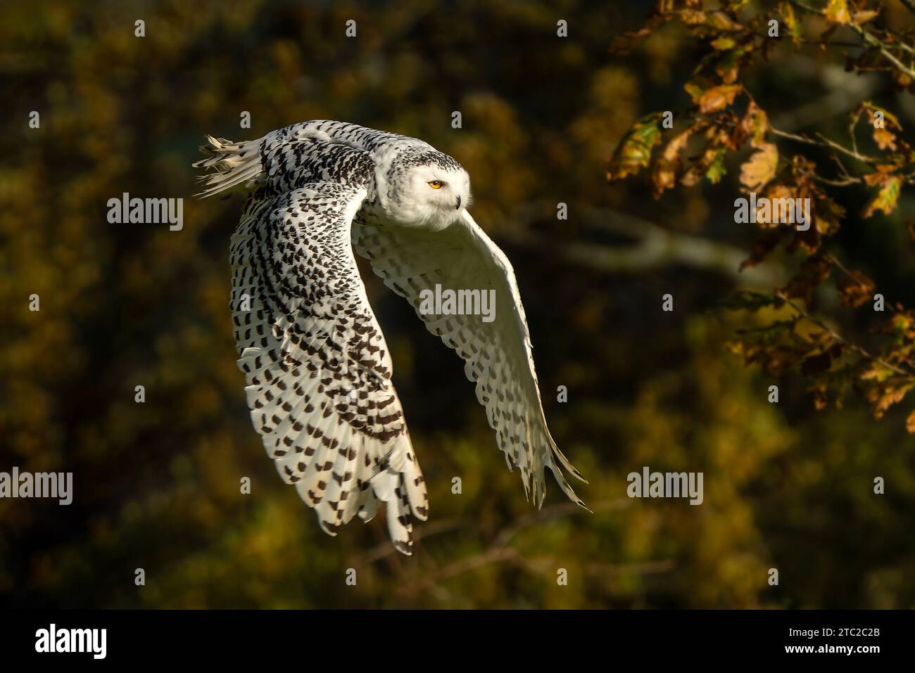Snowy Owl bird of prey with its wings outspread in flight, stock photo ...