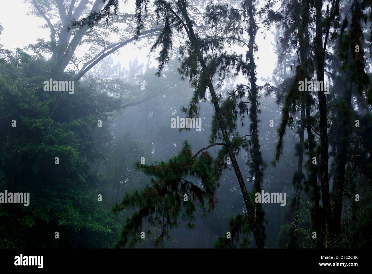The pine trees growing in the hilly areas are beautifully displayed ...