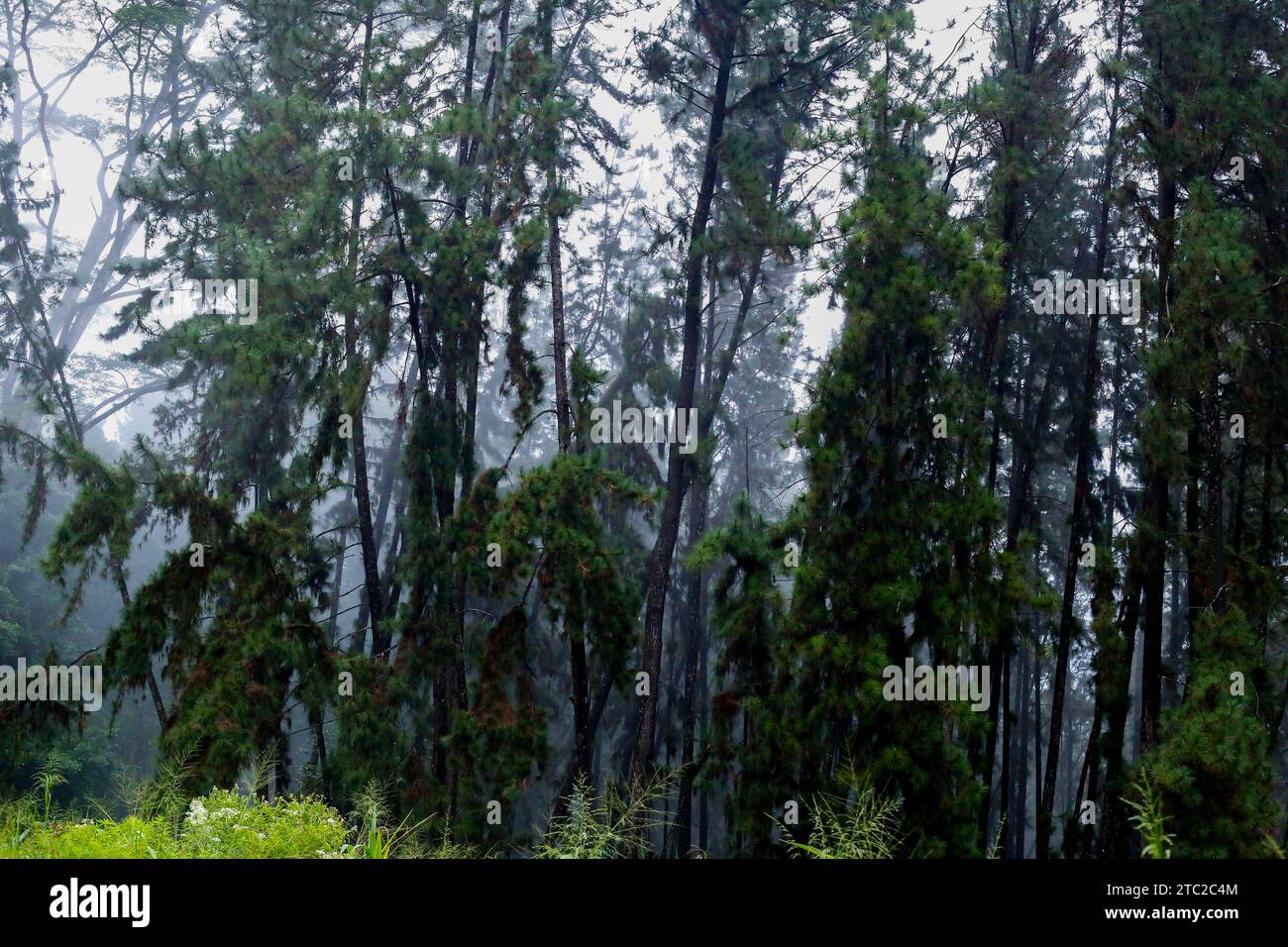 The pine trees growing in the hilly areas are beautifully displayed ...