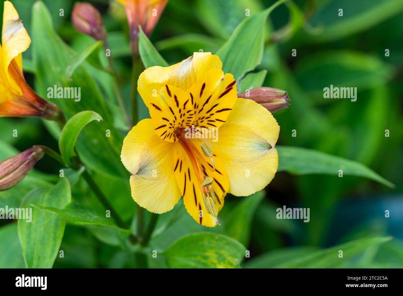 Alstroemeria 'Golden Delight' a yellow flower plant also known as ...