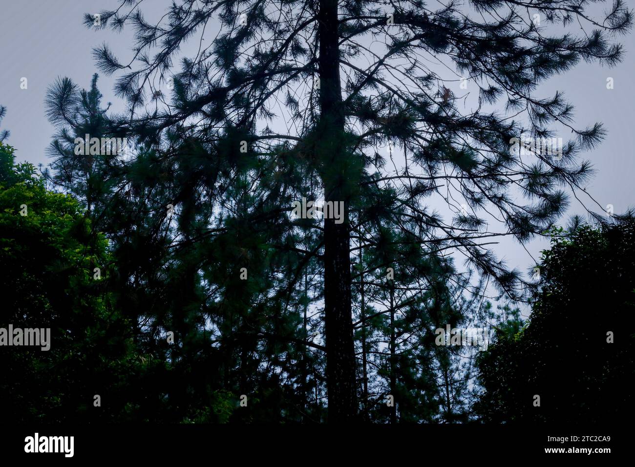 The pine trees growing in the hilly areas are beautifully displayed ...