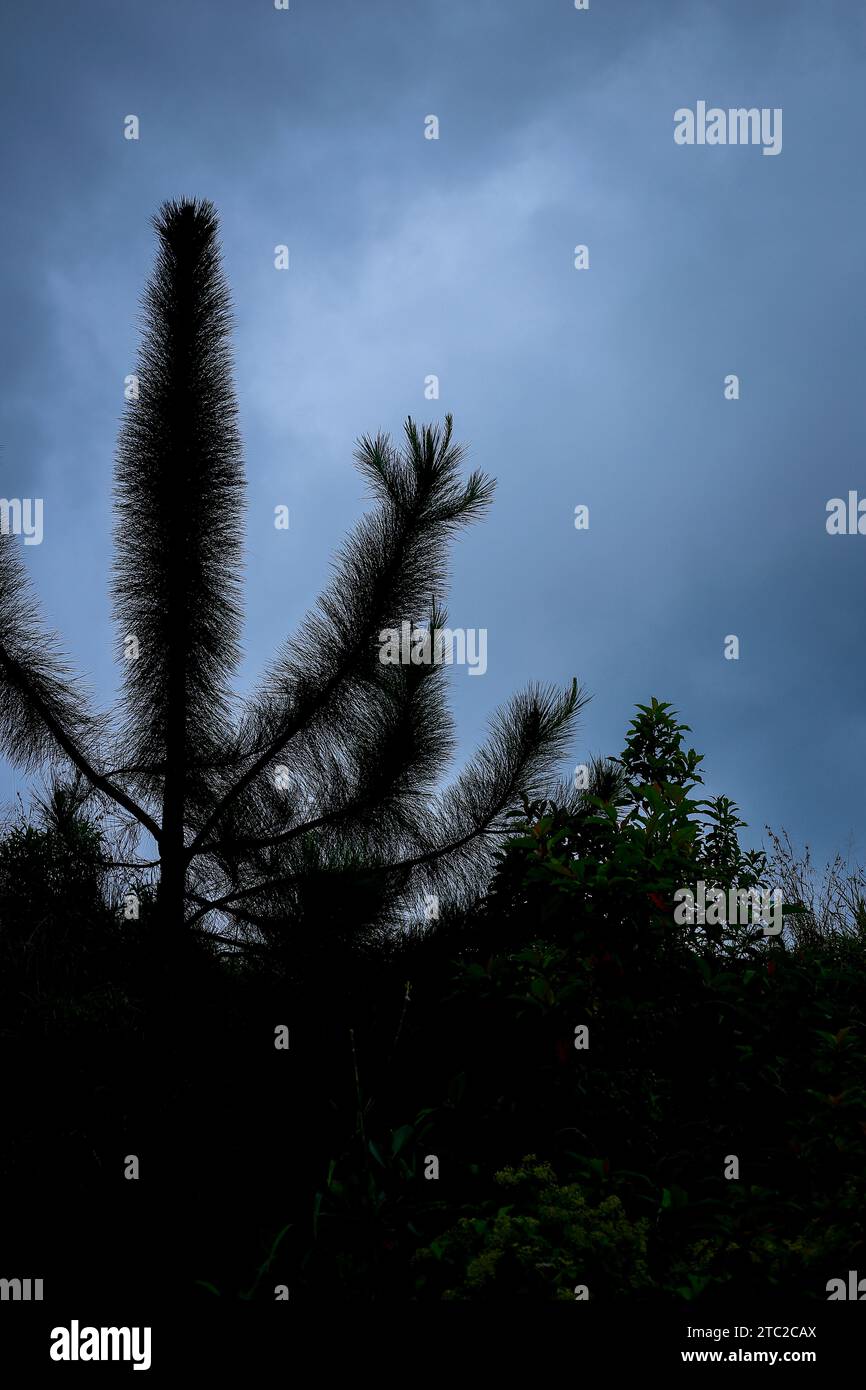 The pine trees growing in the hilly areas are beautifully displayed ...
