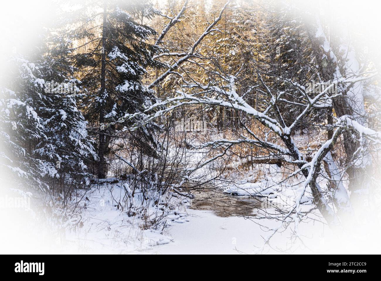 Snow scene with sunlit trees in background and snow covered conifers in ...