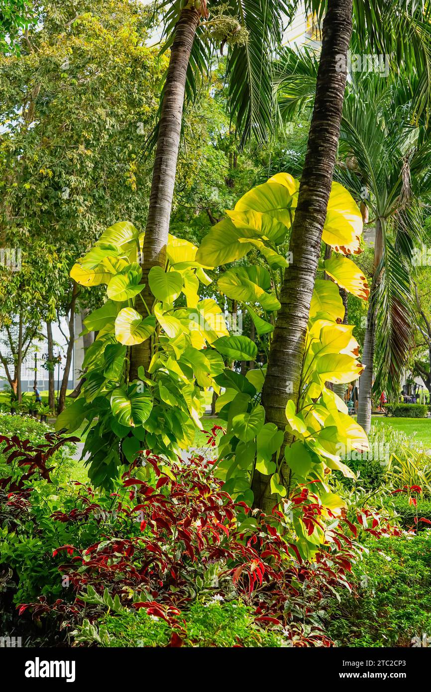 Philodendron with yellow variegation climbs along the trunk of a ...