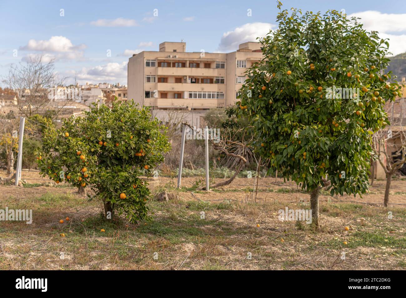 Citrus farming in felanitx hi-res stock photography and images - Alamy