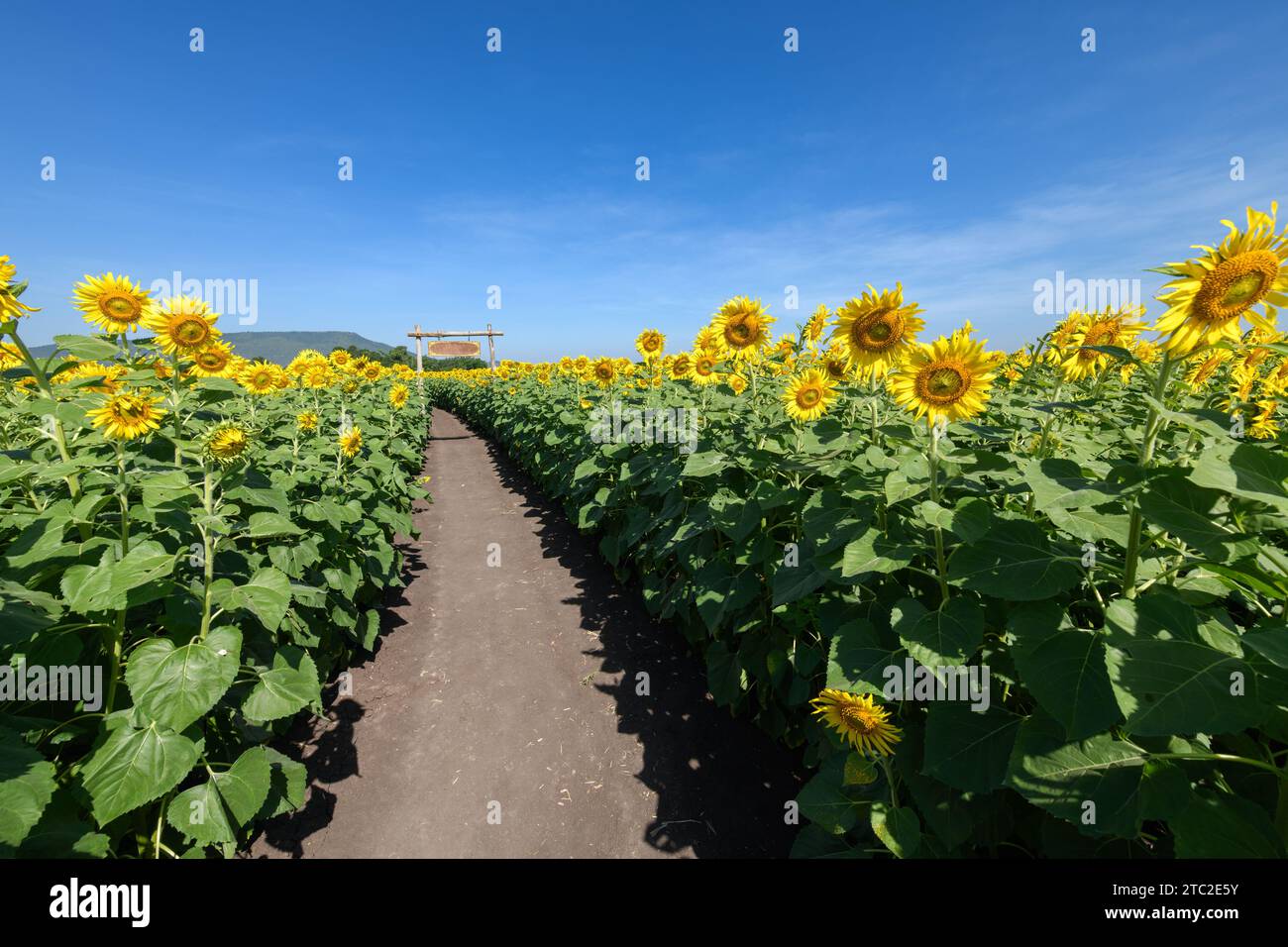 Sunflower farm sign hi-res stock photography and images - Alamy