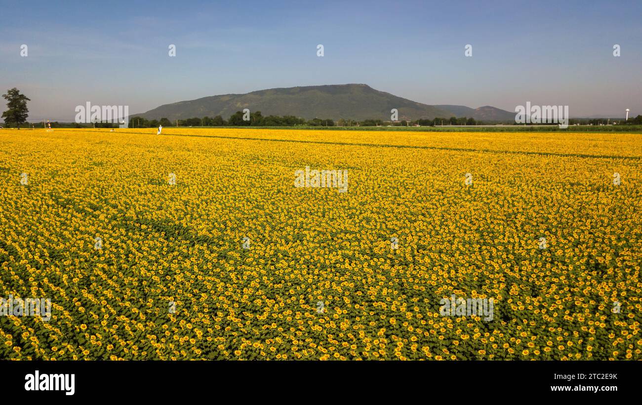 Aerial flight over yellow blooming hi-res stock photography and images ...