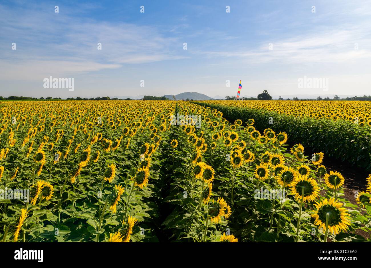 Beautiful sunflower flower blooming in sunflowers field with blue sky ...