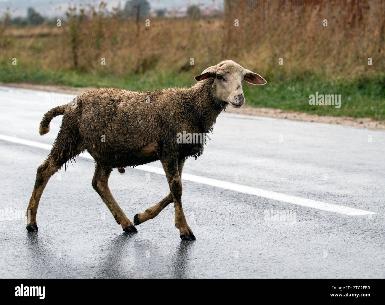 Sheep crossing the road Stock Photo - Alamy