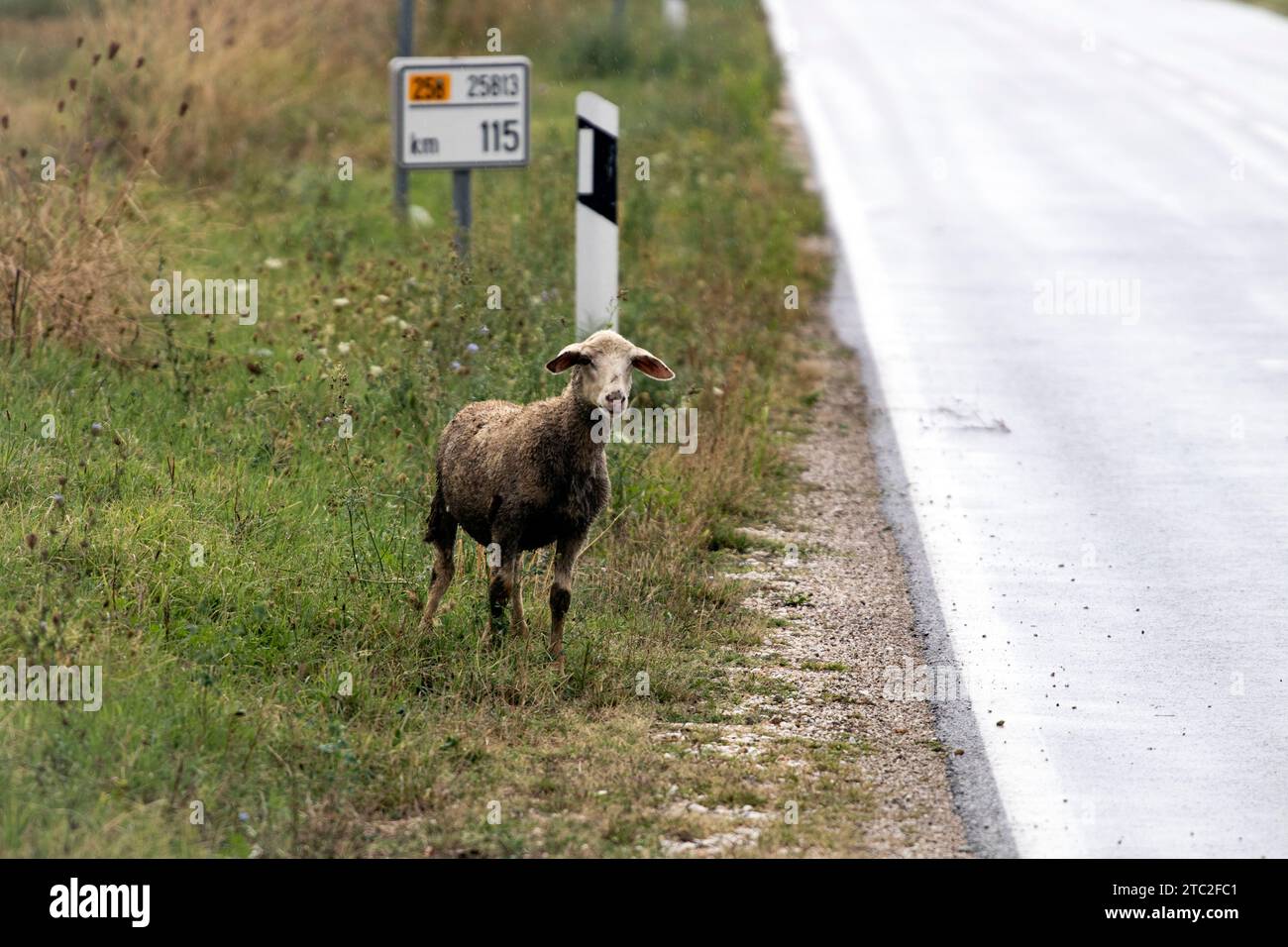 Lamb stands near the road Stock Photo - Alamy