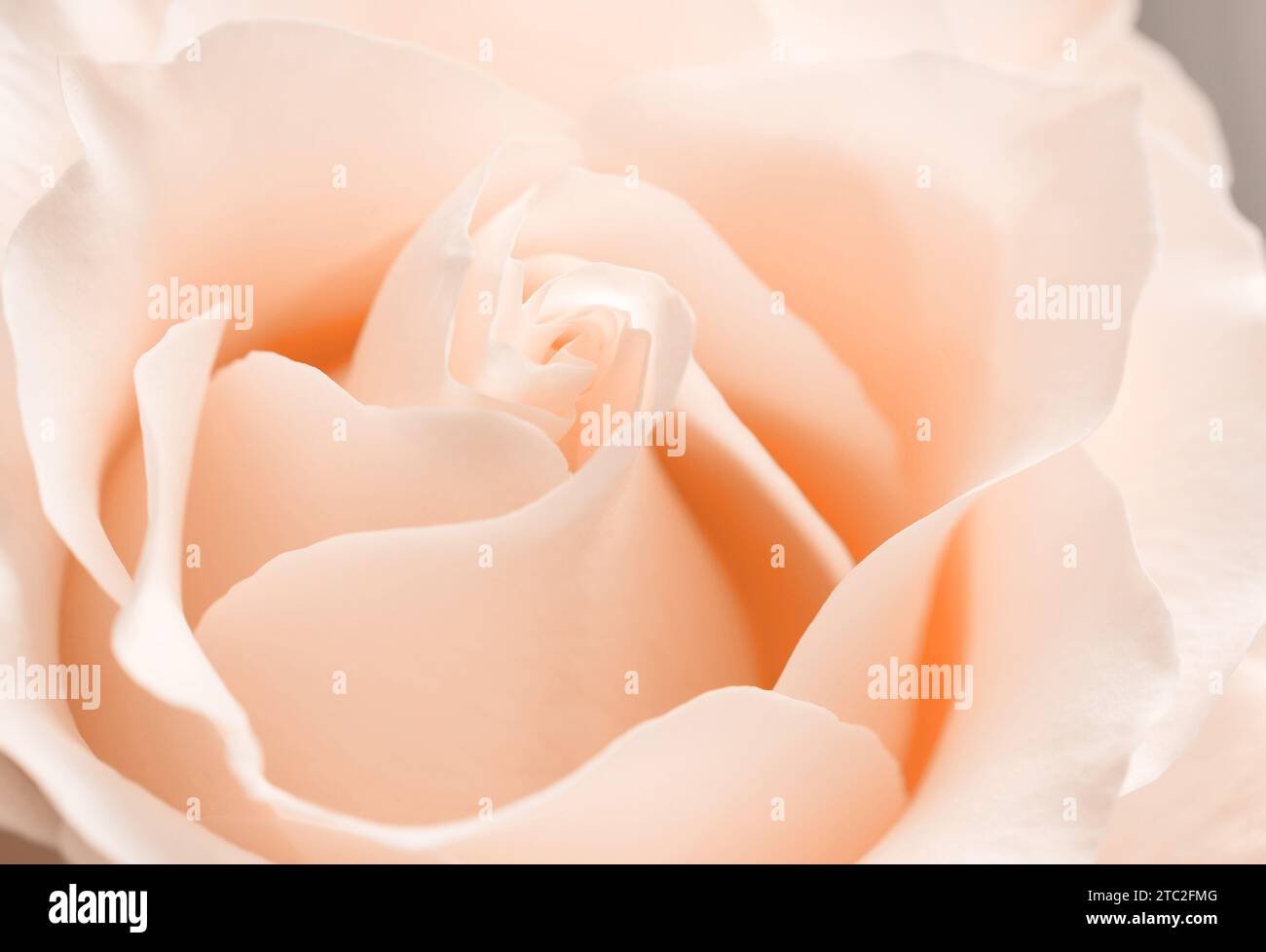 Color of the year 2024 hi-res stock photography and images - Alamy