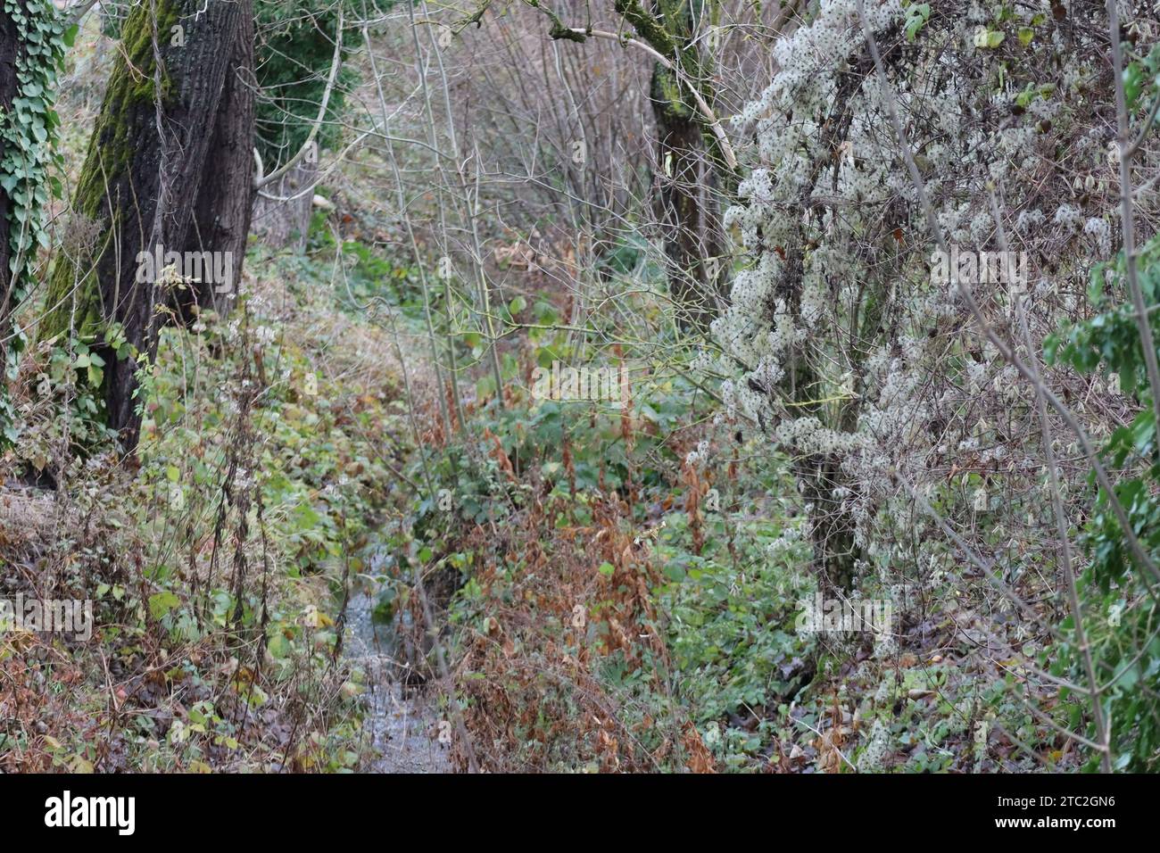 romantic City moat with Stream and Clematis Stock Photo - Alamy