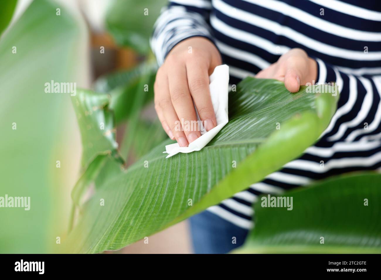 Home gardening. Female is wiping houseplant leaves at home, grooming ...
