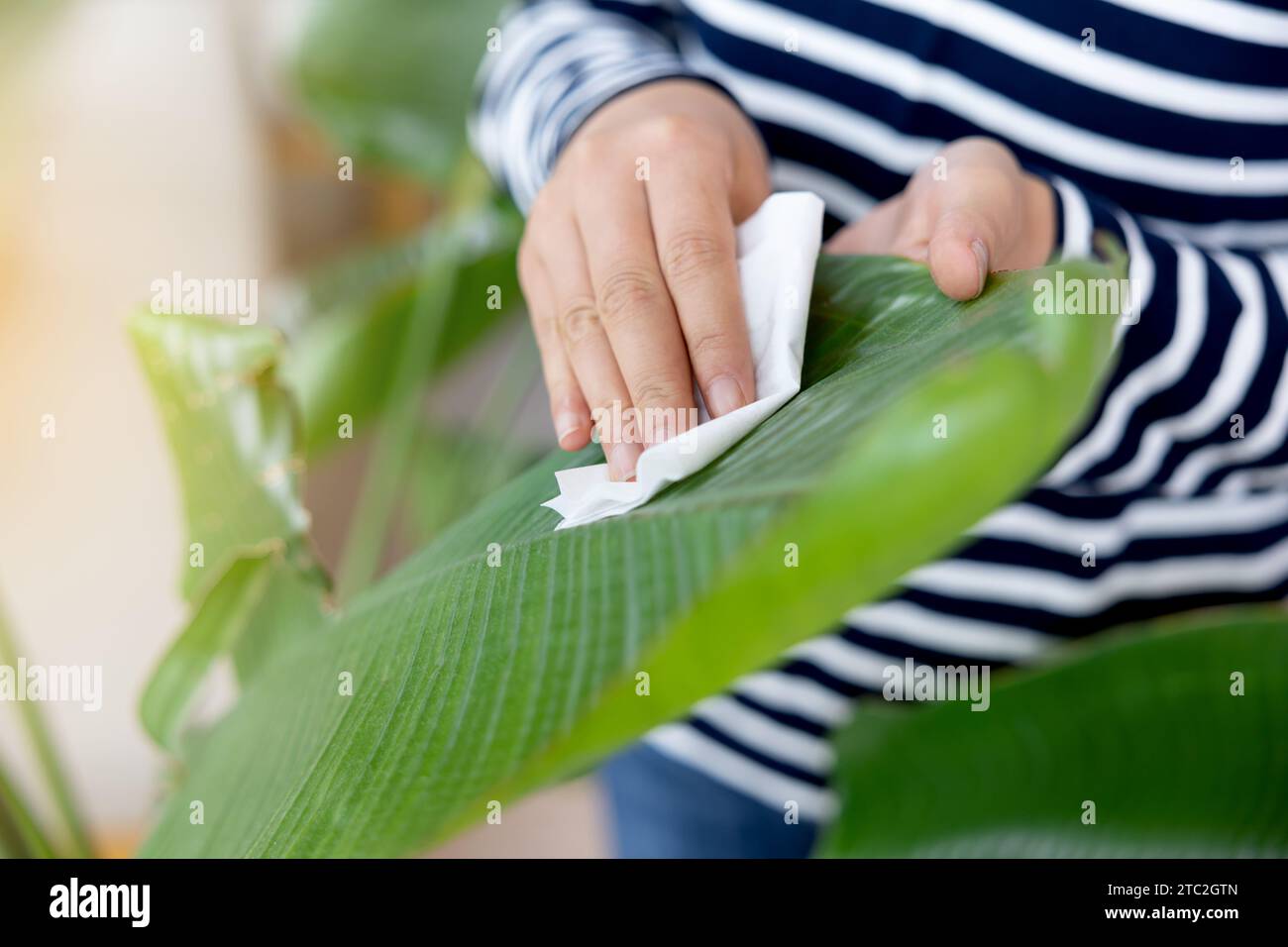 Home gardening. Female is wiping houseplant leaves at home, grooming ...