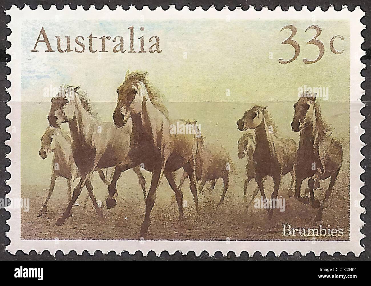 Brumbies up close hi-res stock photography and images - Alamy