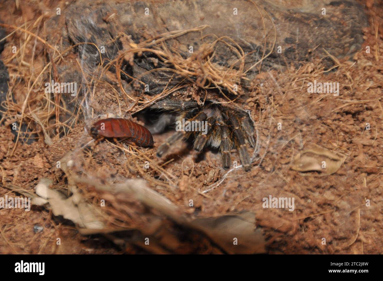 spider, terrarium, spider with chicks, tarantula, tarantulas, spiders ...
