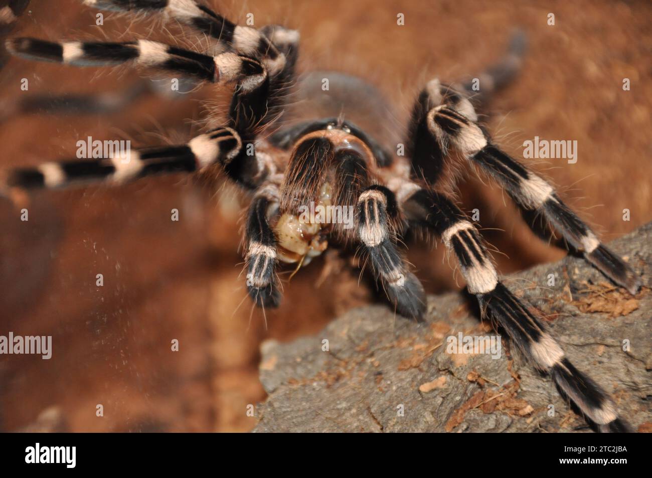 spider, terrarium, spider with chicks, tarantula, tarantulas, spiders ...