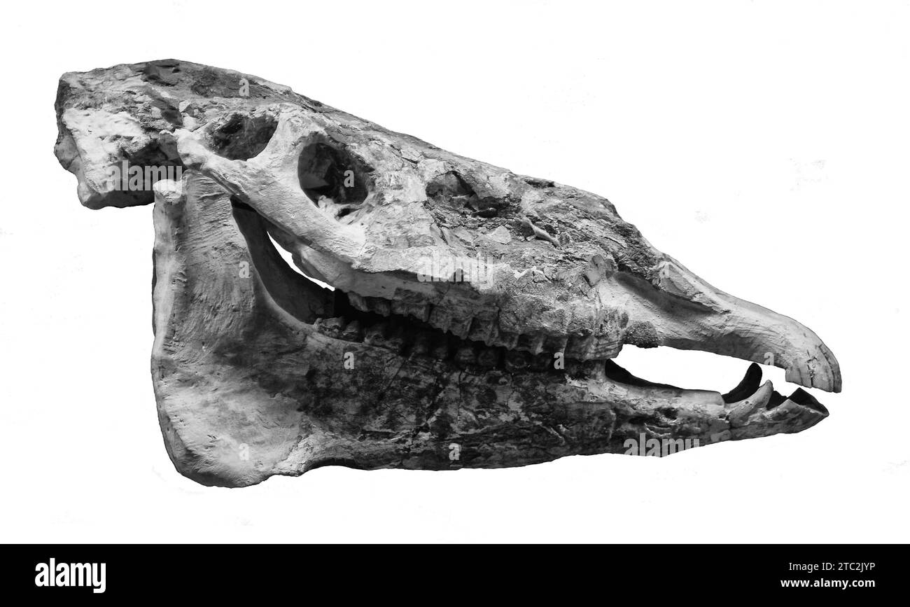 Pictures skull animals hi-res stock photography and images - Alamy