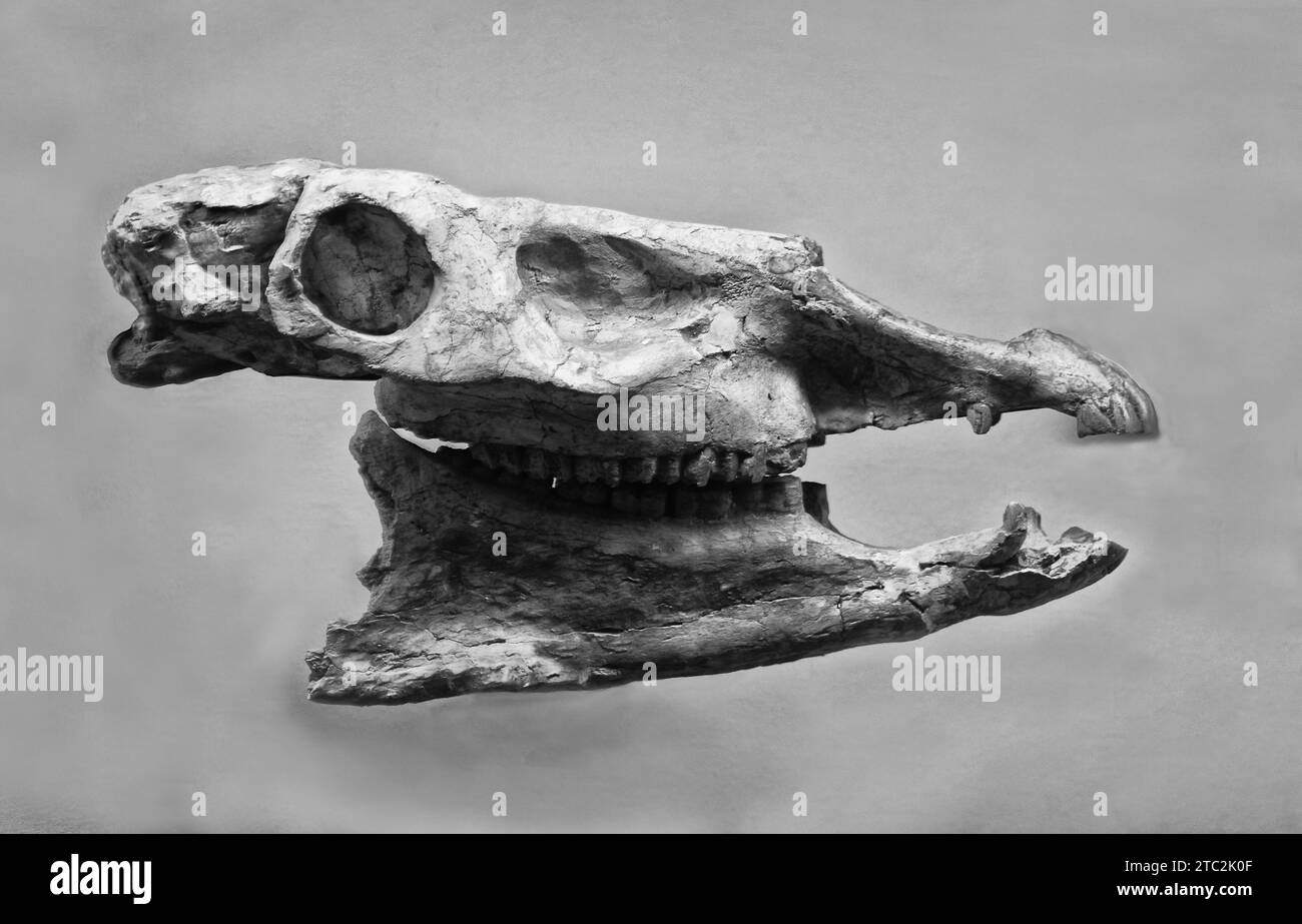 Meotis hi-res stock photography and images - Alamy