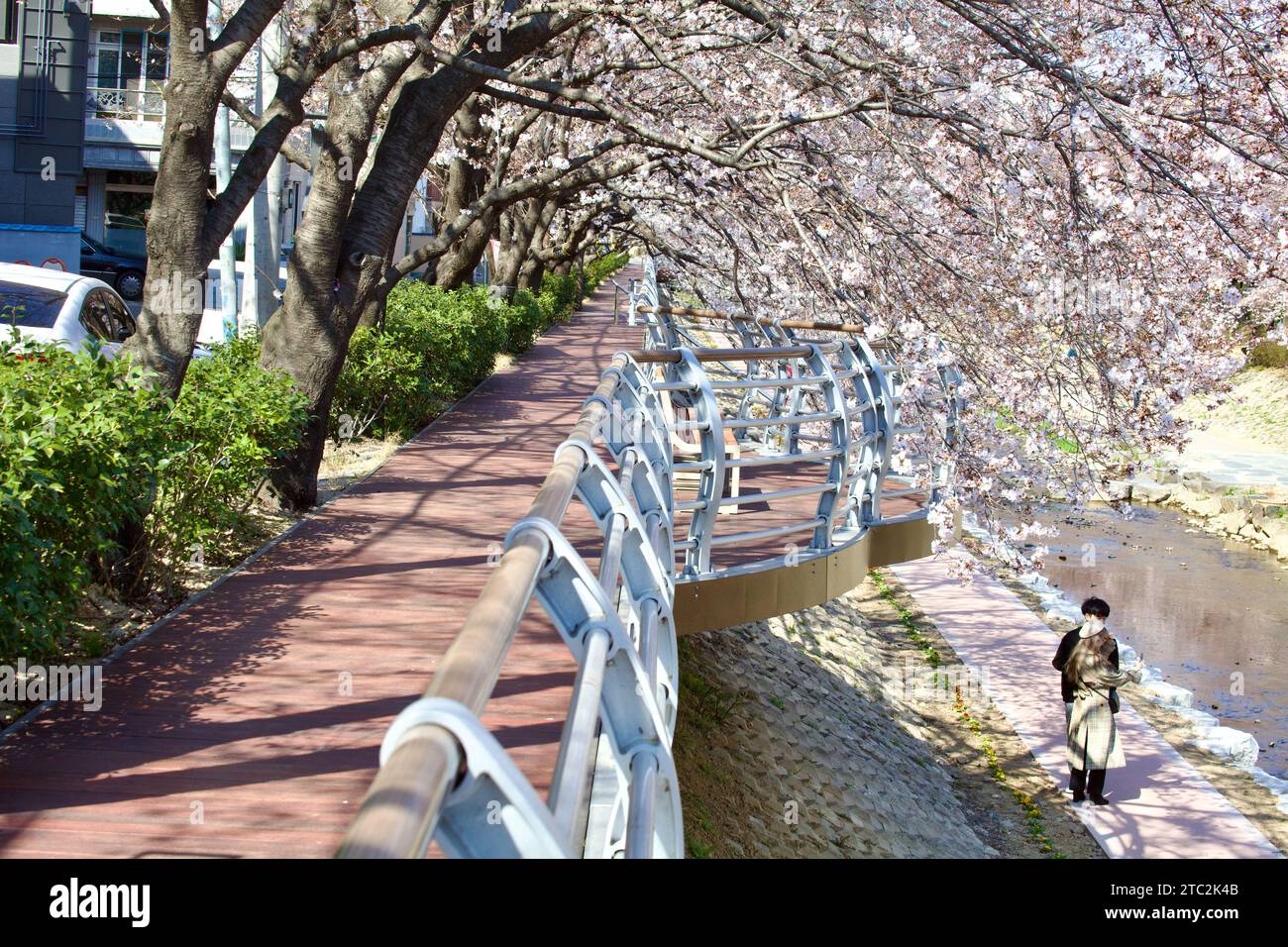 Beneath a breathtaking canopy of cherry blossoms, people on the ...
