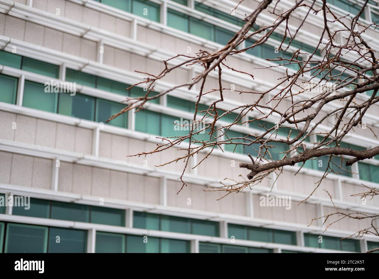 Building facade with window pattern with tree branch on the foreground ...